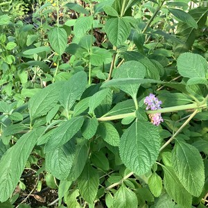 Pitiona, Oaxaca Lemon Verbena, Juanilama, Lippia Alba, 1 Live Plant 2.5 ...