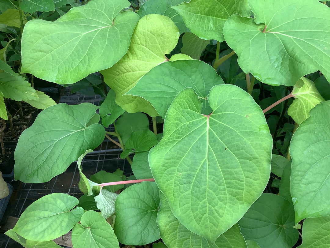 Rootbeer Plant, Hoya Santa, Yerba Santa, Piper Auritum, 1 Live Plant 2. ...