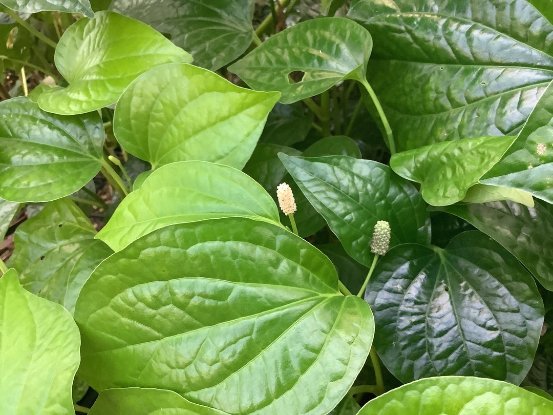 La Lot, Lolot, Cha-plu, Piper Sarmentosum, 1 Live Plant 2.5” Pot, Free ...