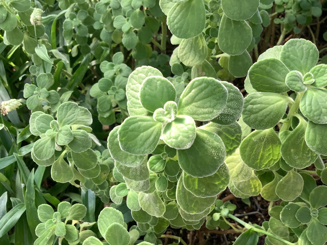 Vicks Vapor Rub Plant, Plectranthus Purpuratus, 1 Live Plant 2.5” Pot ...