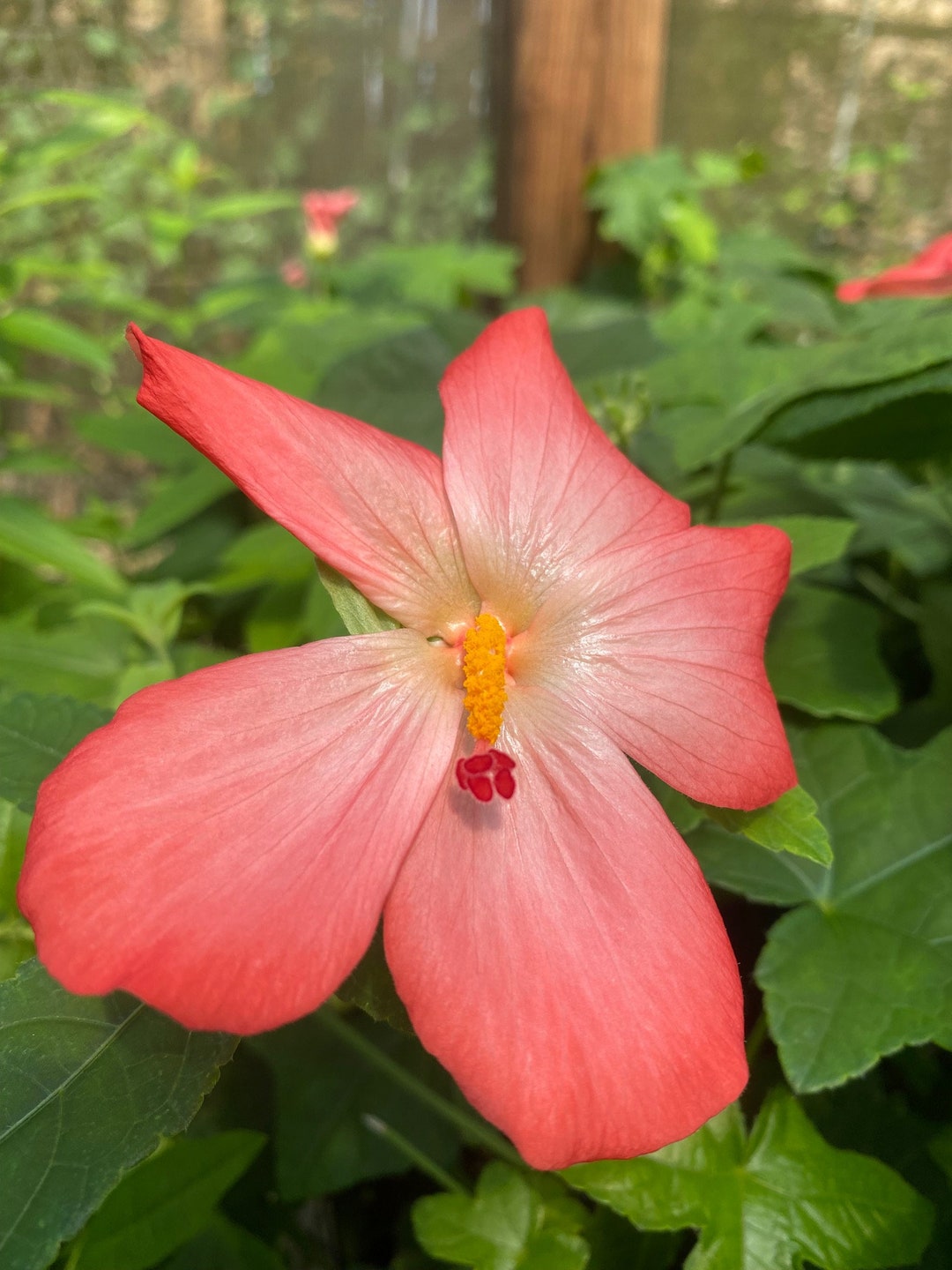 Musk Mallow Rose Mallow Abelmoschus Moschatus 2 Live Plants - Etsy