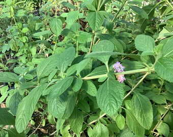 Pitiona, Oaxaca Lemon Verbena, Juanilama, Lippia Alba, 1 Live Plant 2.5 ...