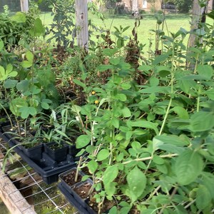 Pitiona, Oaxaca Lemon Verbena, Juanilama, Lippia Alba, 1 Live Plant 2.5 ...