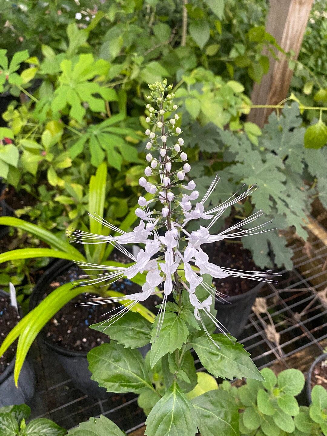 1 Plant, Java Tea, Cat Whiskers, Orthosiphon Stamineus, 1 Live Plant 2. ...