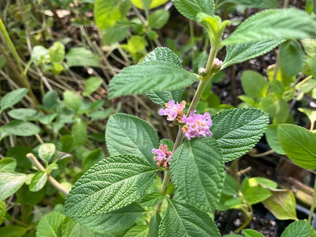 Pitiona, Oaxaca Lemon Verbena, Juanilama, Lippia Alba, 1 Live Plant 2.5 ...