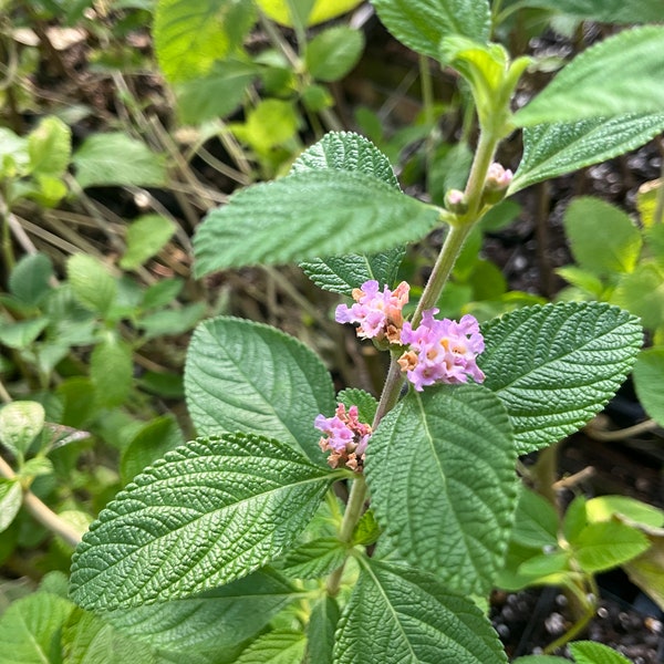 Oaxaca Tea Pot - Etsy