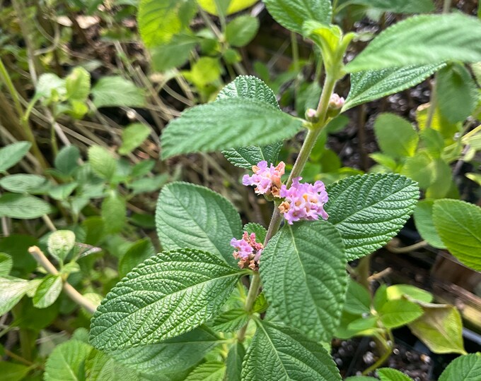 Pitiona, Oaxaca Lemon Verbena, Juanilama, Lippia Alba, 1 Live Plant 2.5 ...