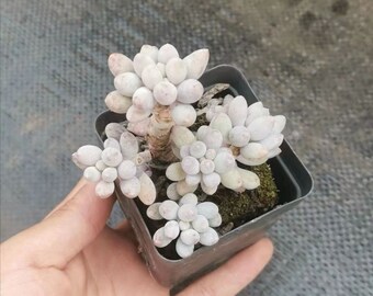 Baby Finger Succulent - Etsy