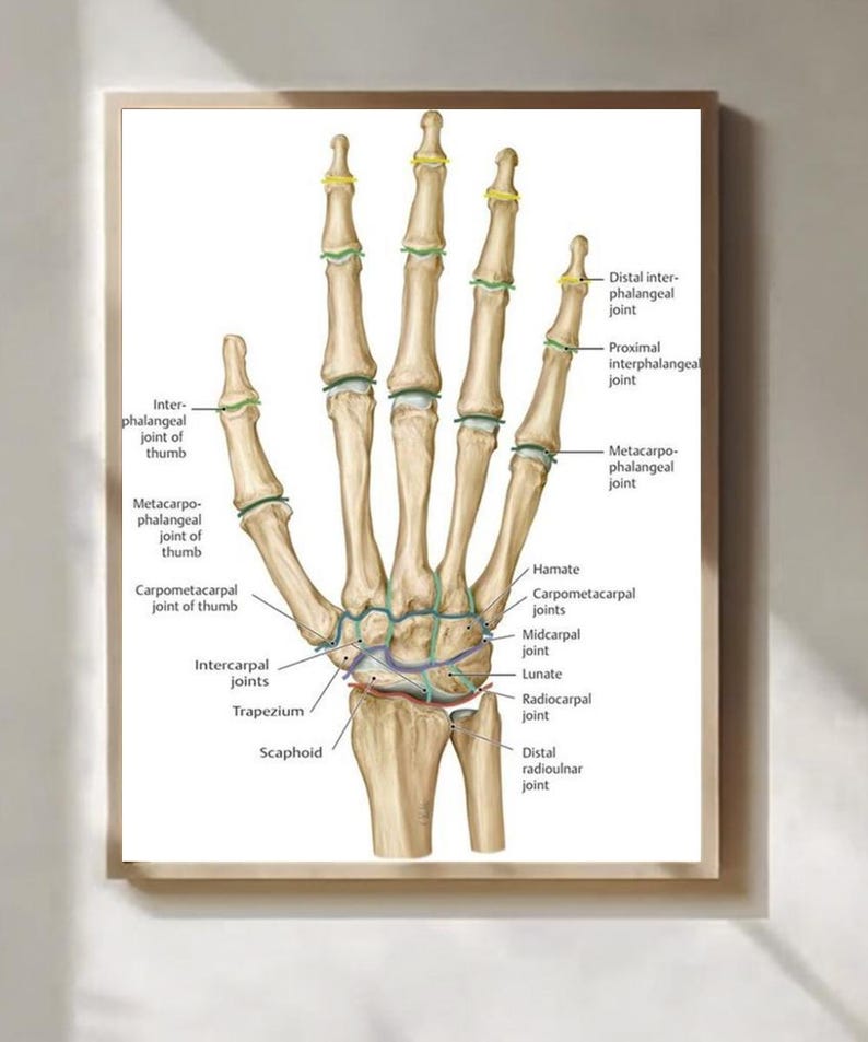 Hand Anatomy Poster Educational Wall Art Human Bone Structure Medical ...