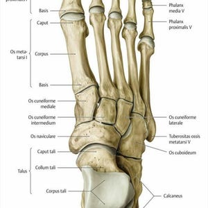 Human Foot Bone Chart Wall Art for Clinic and Study Room - Etsy Ireland