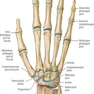 Hand Anatomy Poster Educational Wall Art Human Bone Structure Medical ...