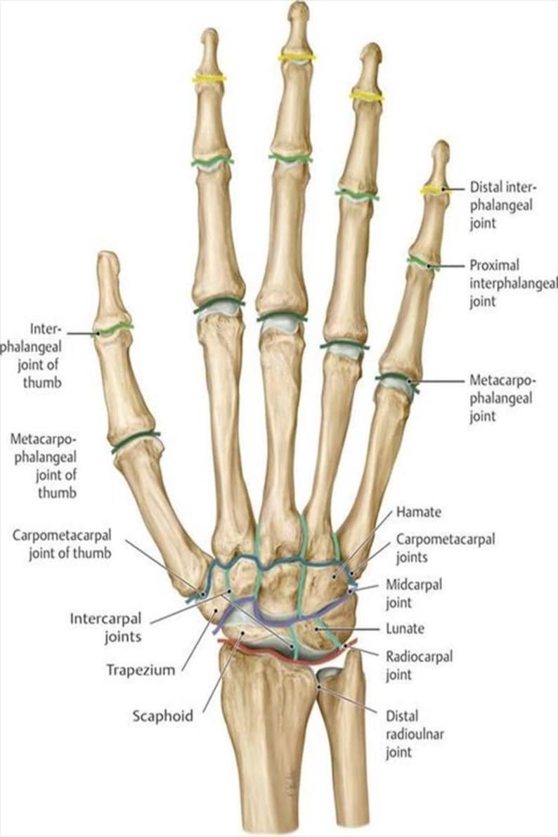 Hand Anatomy Poster Educational Wall Art Human Bone Structure Medical ...