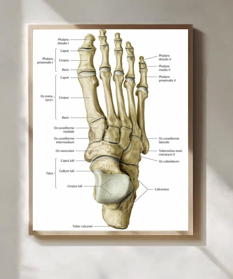 Human Foot Bone Chart Wall Art for Clinic and Study Room - Etsy UK