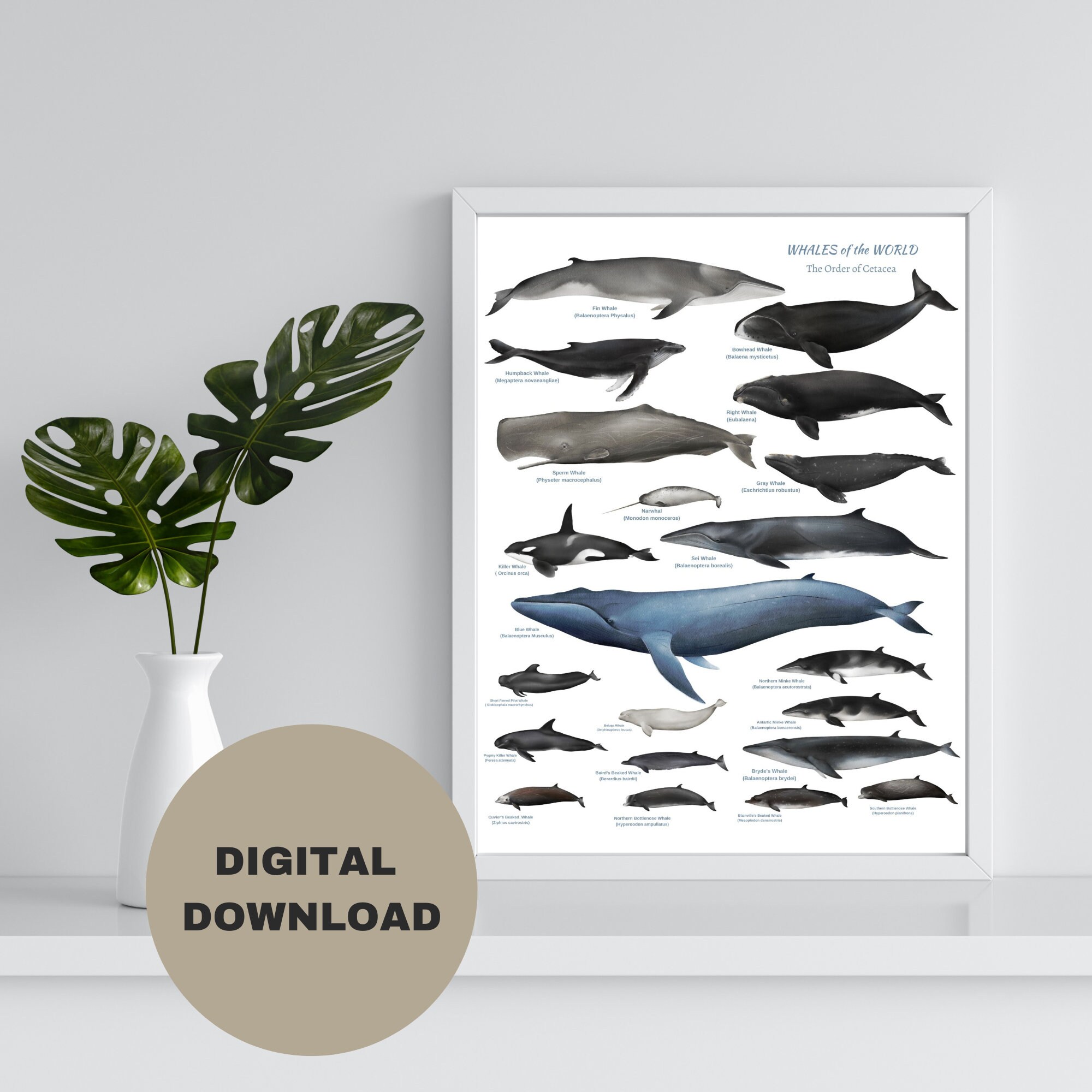 PRINTABLE Whales of the World Wall Art, Educational Whale Comparison ...