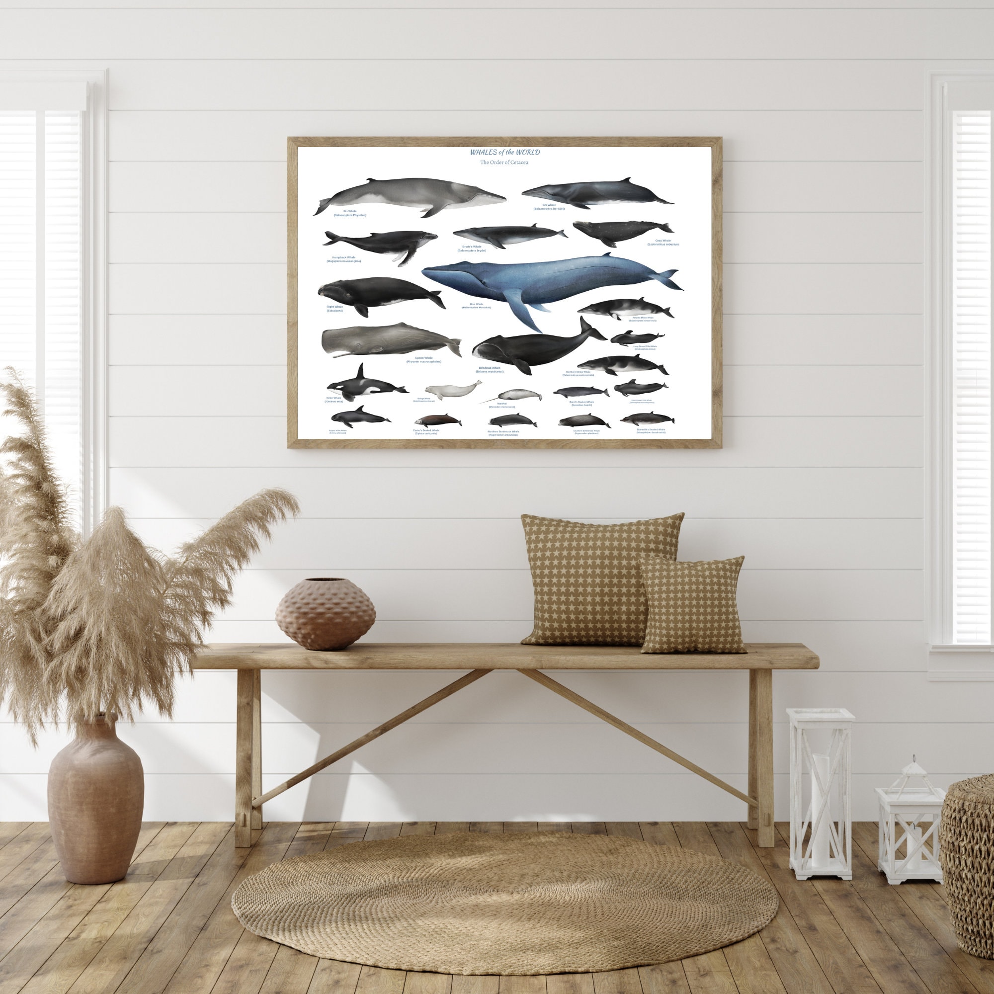 PRINTABLE Whales of the World Wall Art, Educational Whale Comparison ...