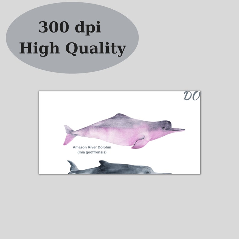 Dolphin Species Chart Art Print, Educational Wall Decor (digital ...
