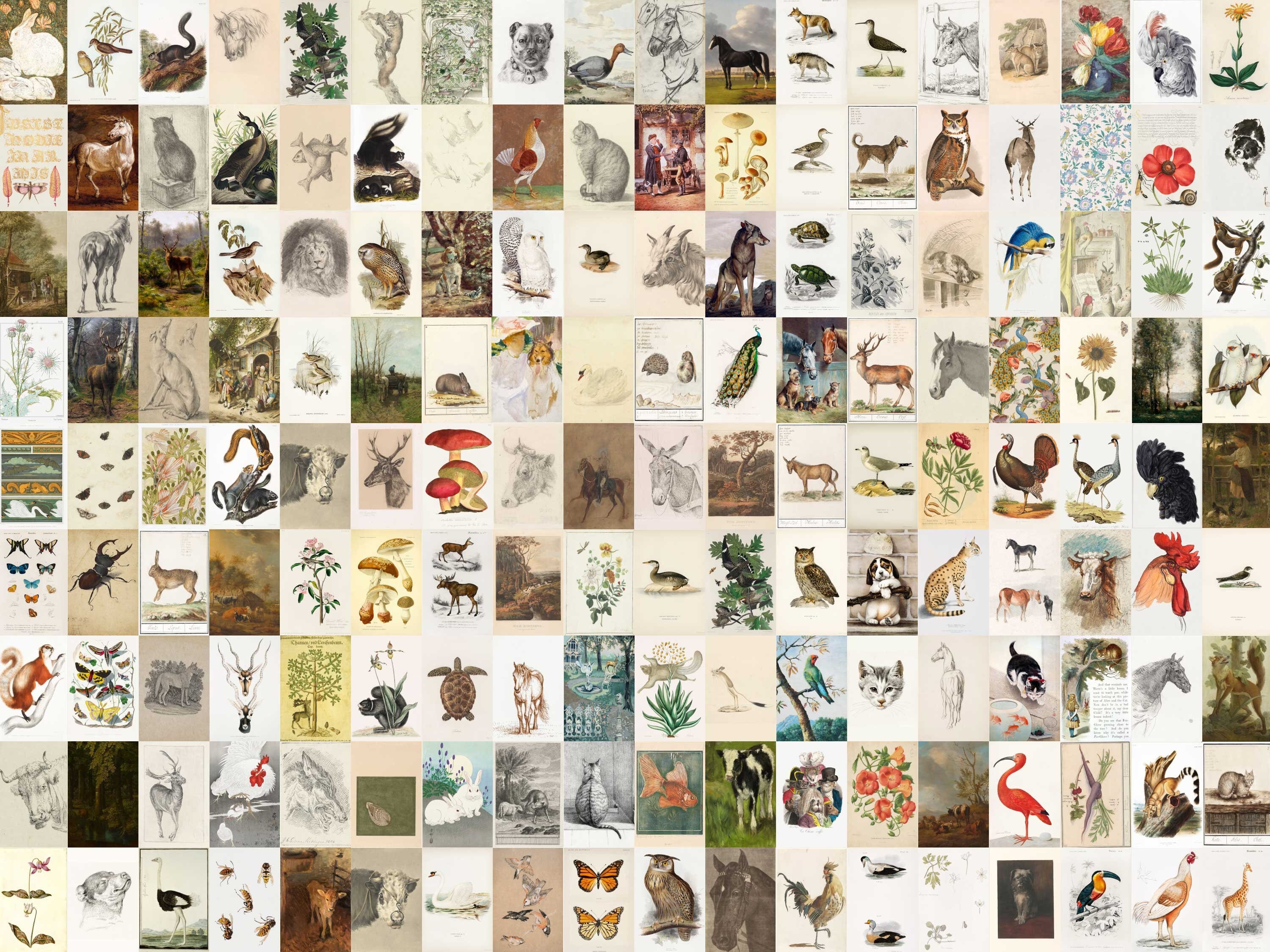 Animals Collage Pictures