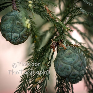 Pining Away-nature Photography - Etsy