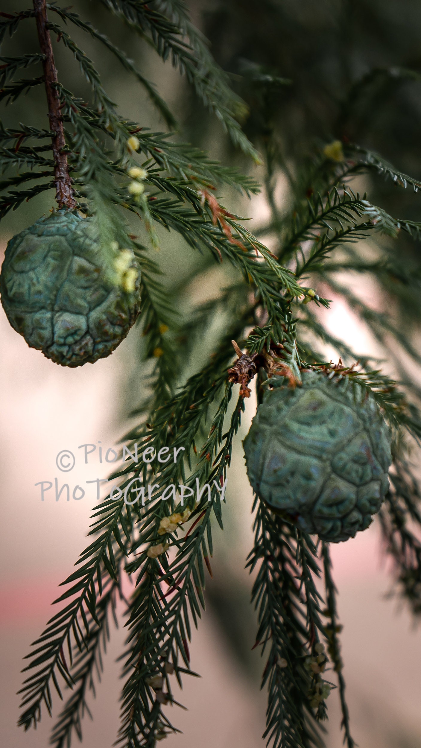 Pining Away-nature Photography - Etsy