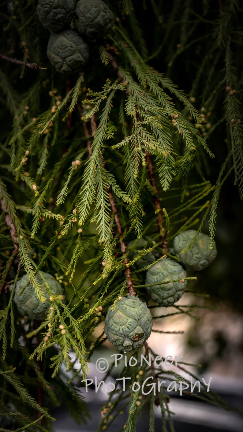 Pining Away-nature Photography - Etsy