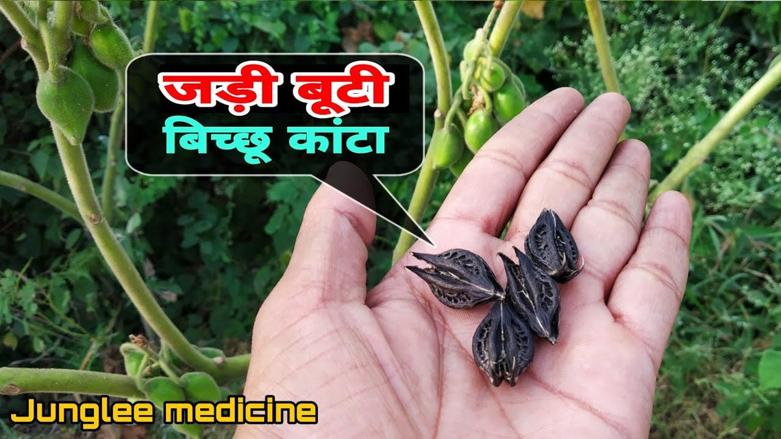 Indian Bichhu Phal Martynia Annua-raw Herbs-bicchu Fal-jadi - Etsy