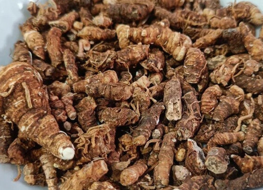 Aconitum Palmatum Atish Root atish Jad atees Root Aconite - Etsy