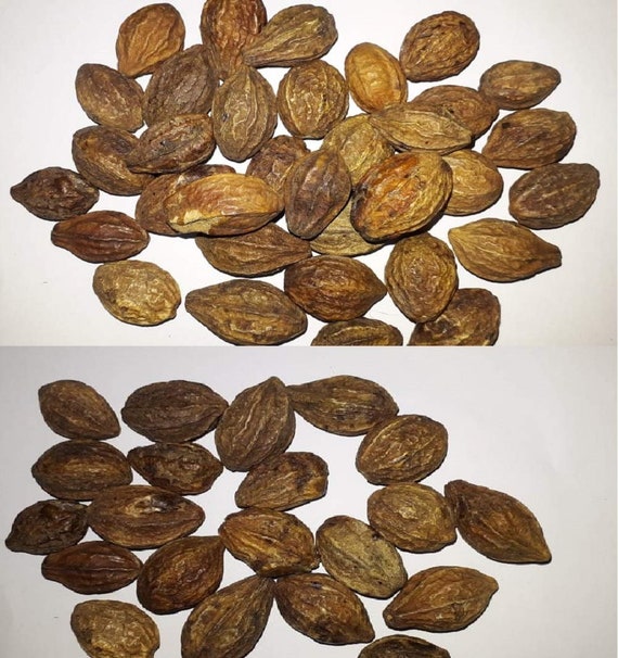 Big Harad Haritaki Mix Terminalia Chebula Tree Seed - Etsy