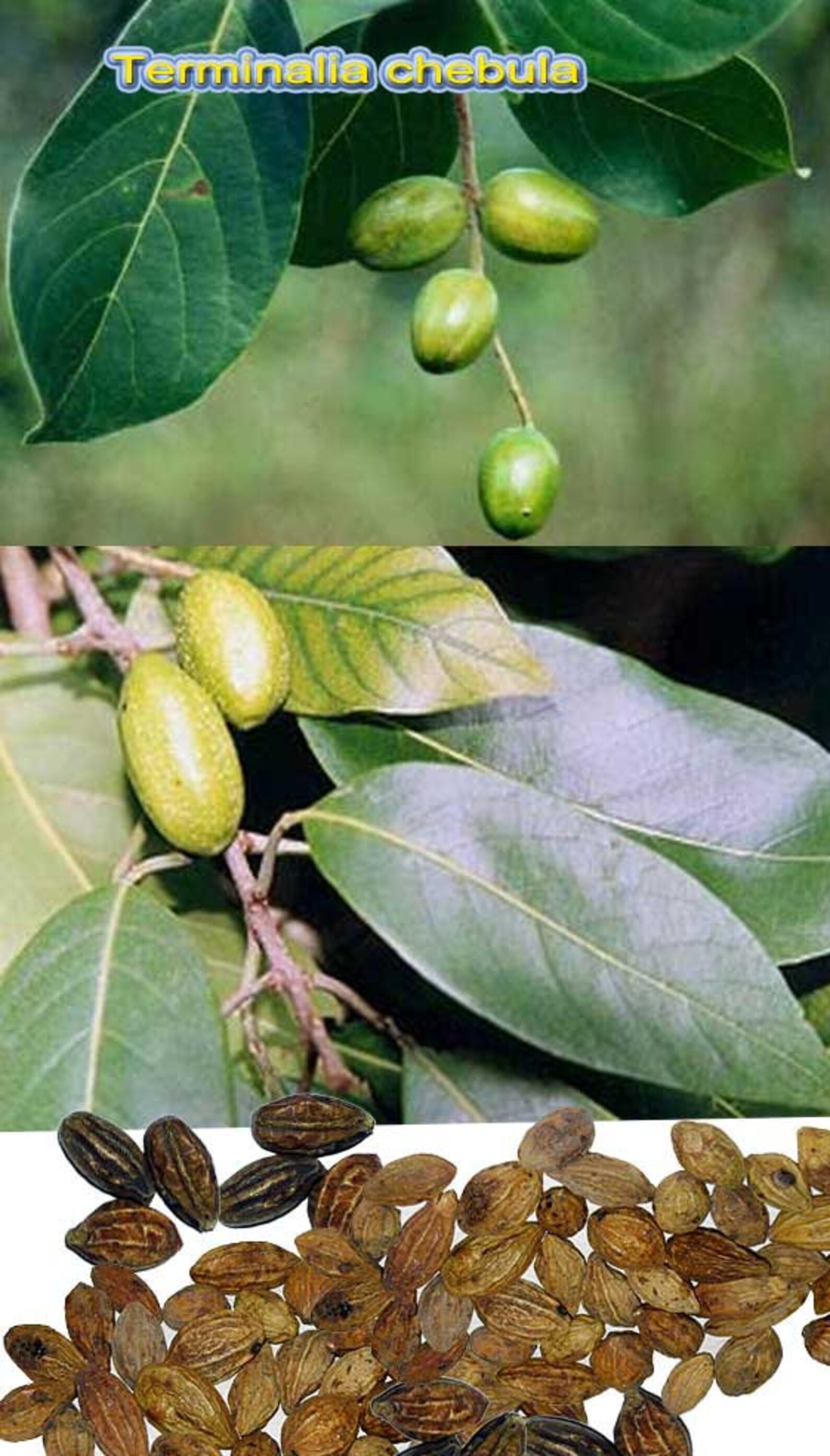 Big Harad Haritaki Mix Terminalia Chebula Tree Seed - Etsy