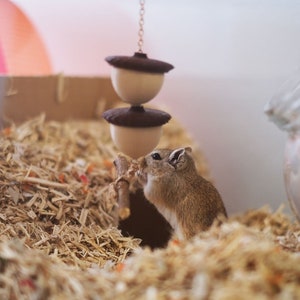 Mini Foraging Acorn for Mice and Budgies - Etsy