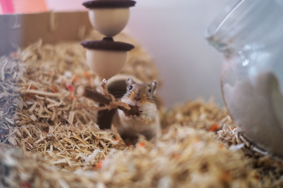 Mini Foraging Acorn for Mice and Budgies - Etsy