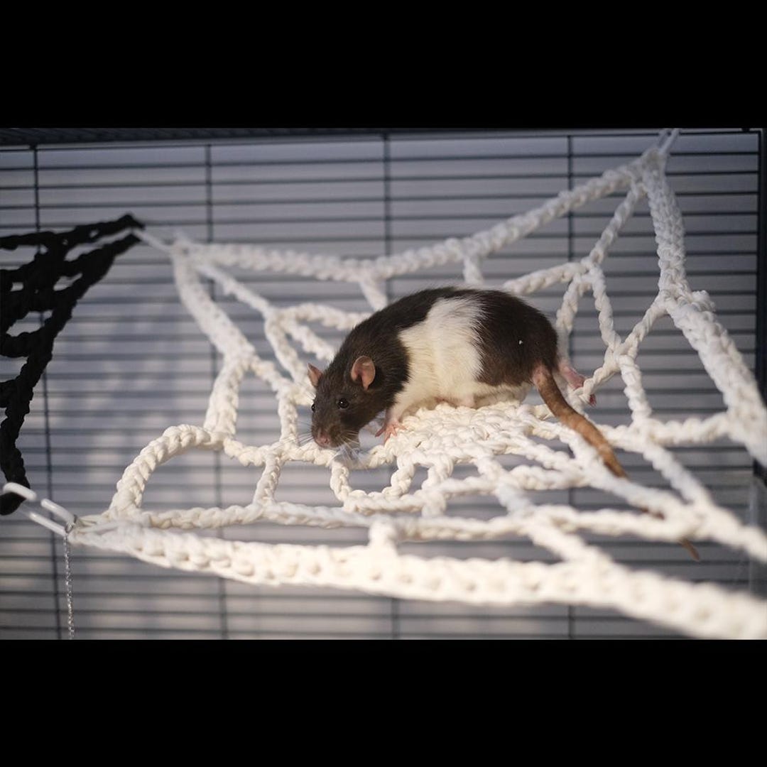Spiderweb Fall Breaker Net for Rats - Etsy