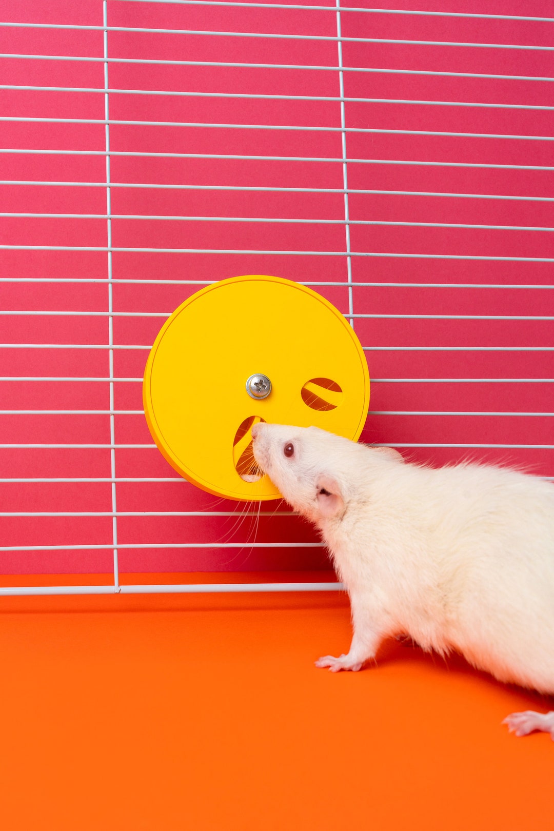 Two Hole's Foraging Wheel for Fancy Mice and Small Birds - Etsy