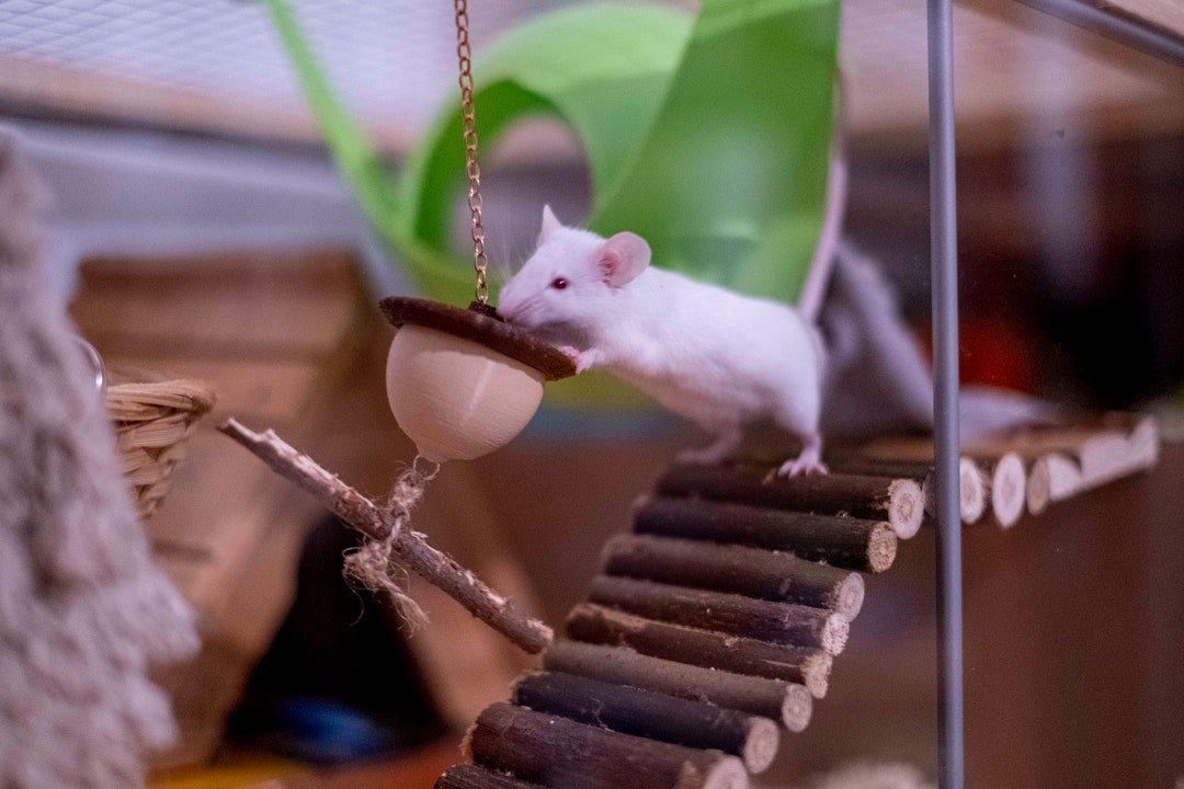 Mini Foraging Acorn for Mice and Budgies - Etsy