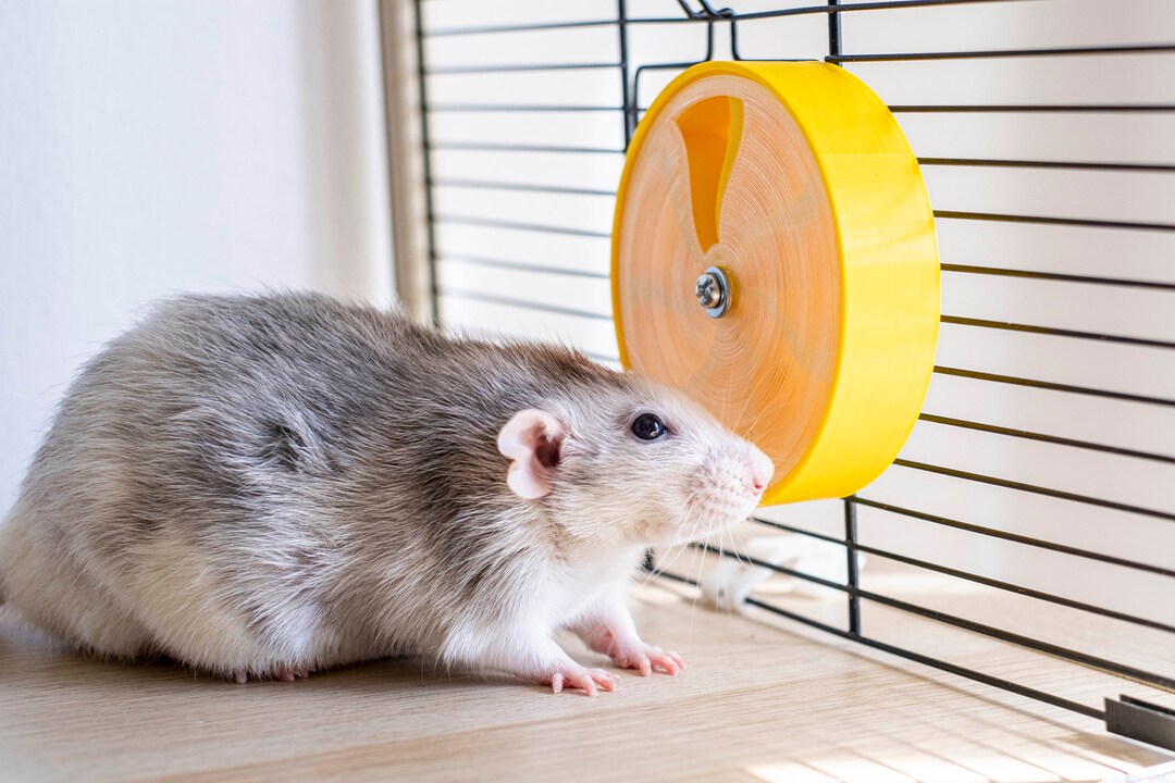 Classic Foraging Wheel - Etsy