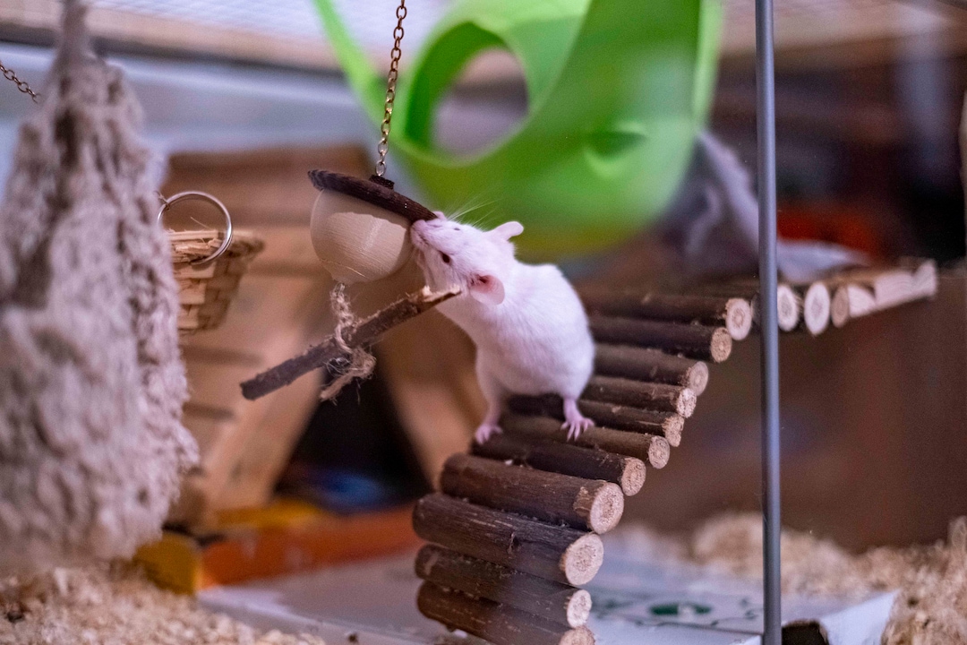 Mini Foraging Acorn for Mice and Budgies - Etsy