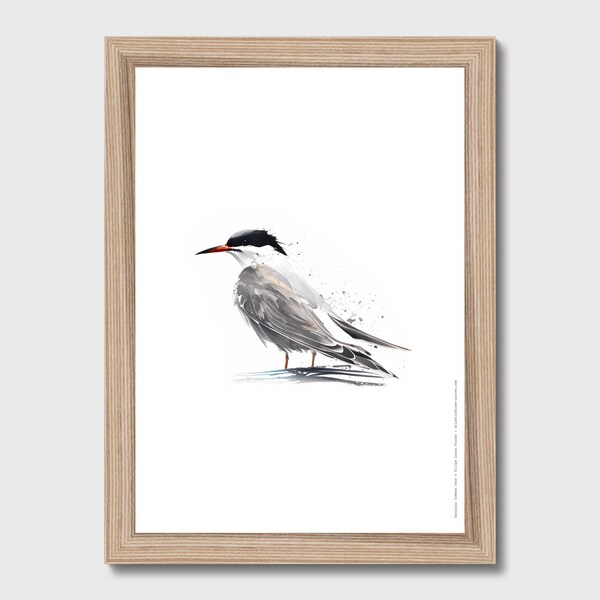 Common Tern - Etsy