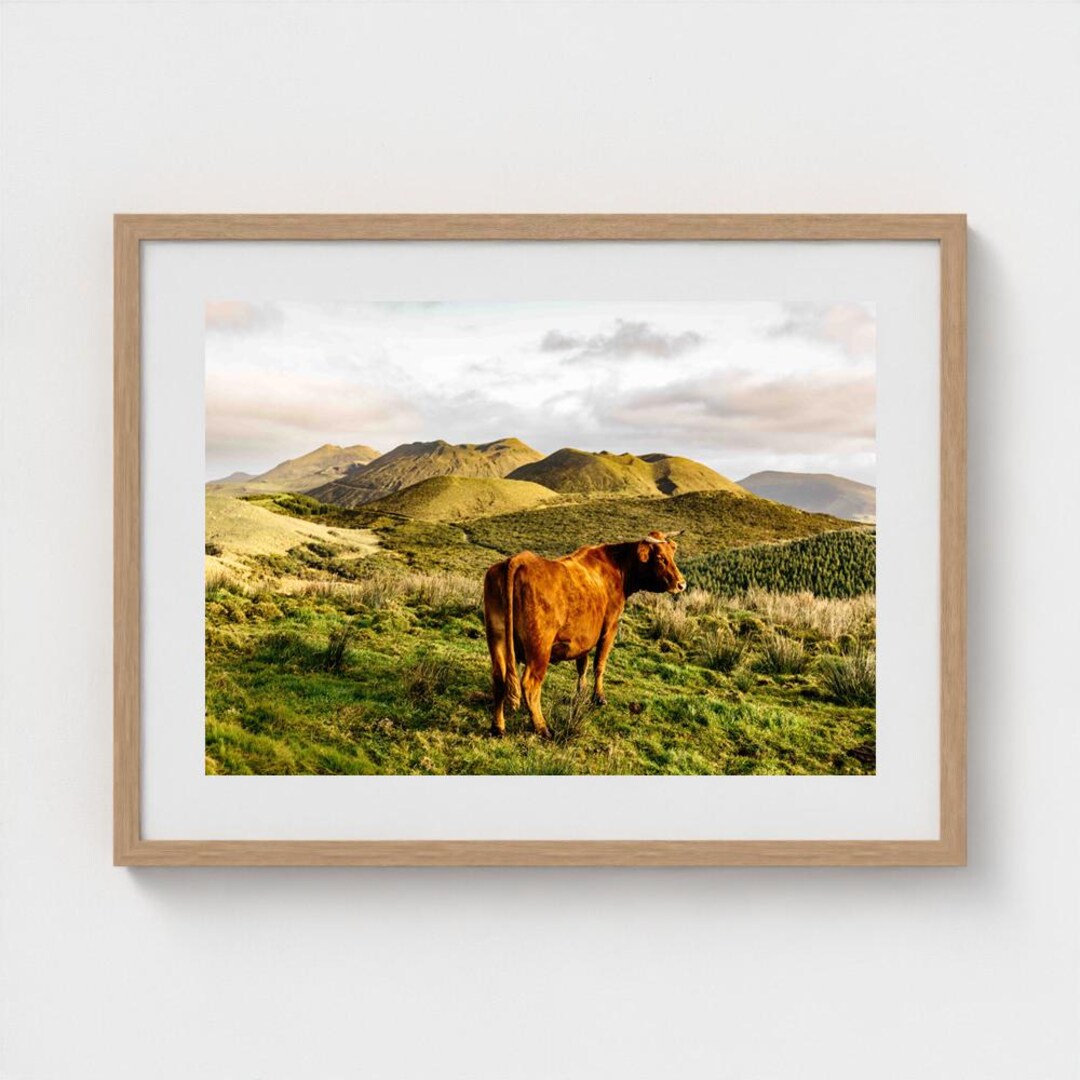 Volcanic Landscape With Azorean Cow — Pico Island, Azores | Fine Art ...