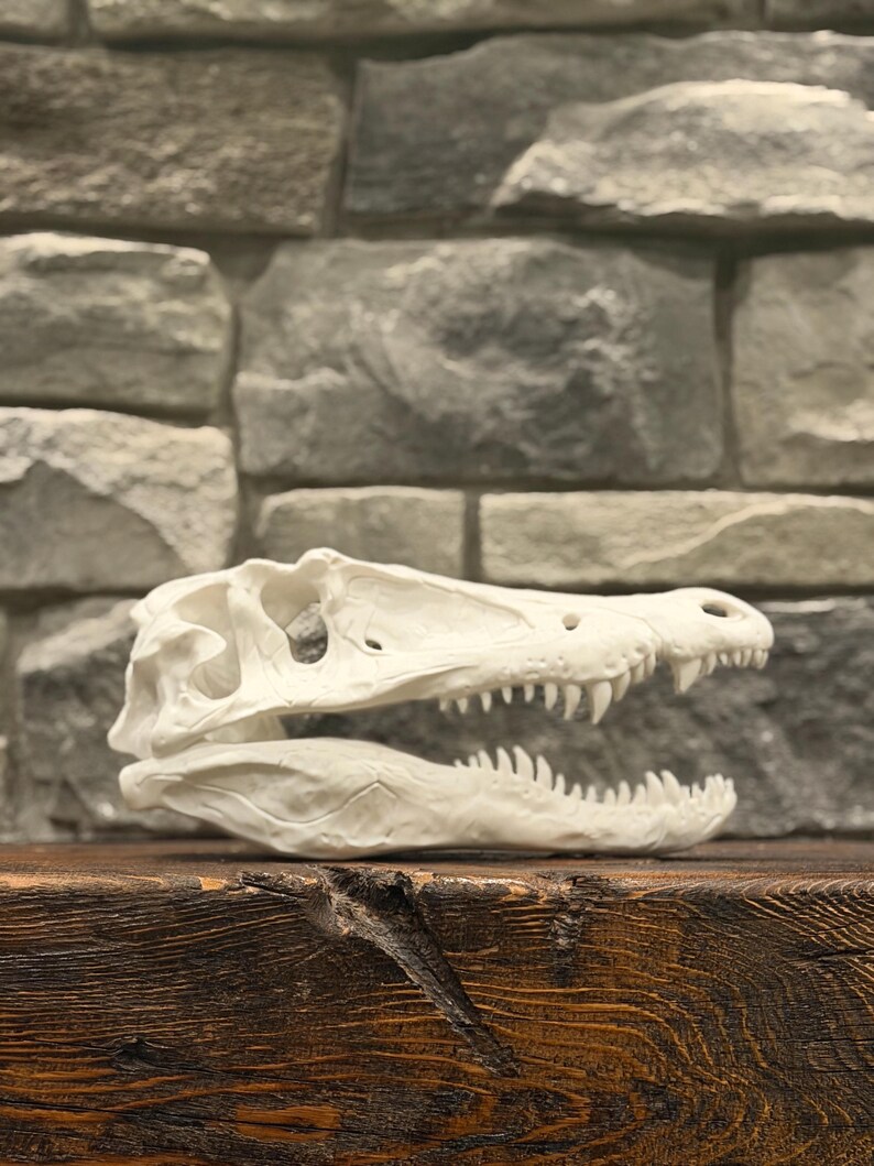 Baryonyx Skull – 12” Realistic Dinosaur Skull Replica | Fossil Decor ...