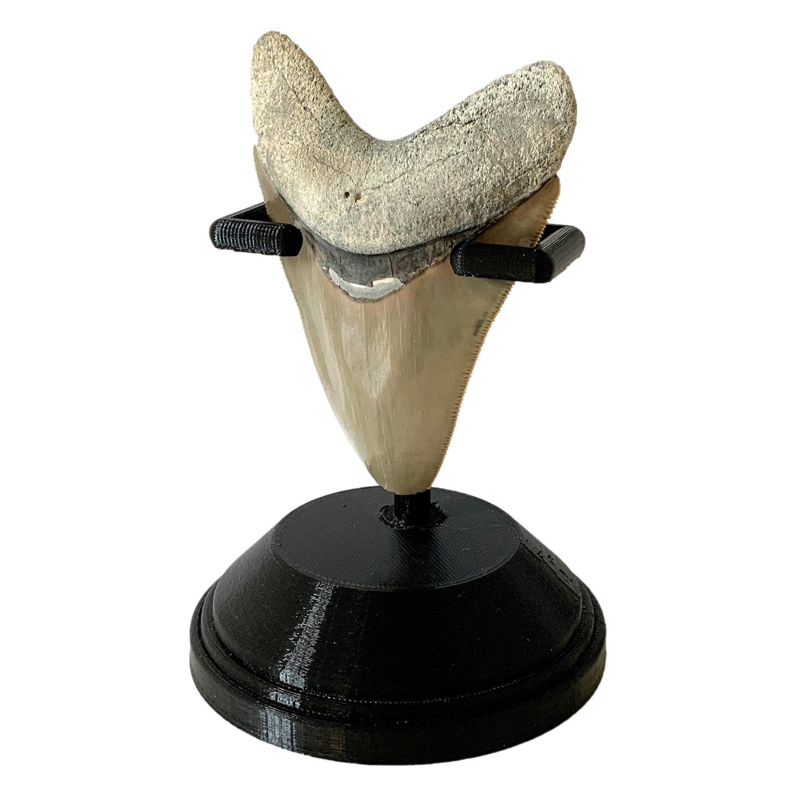 Shark Tooth Display - Etsy