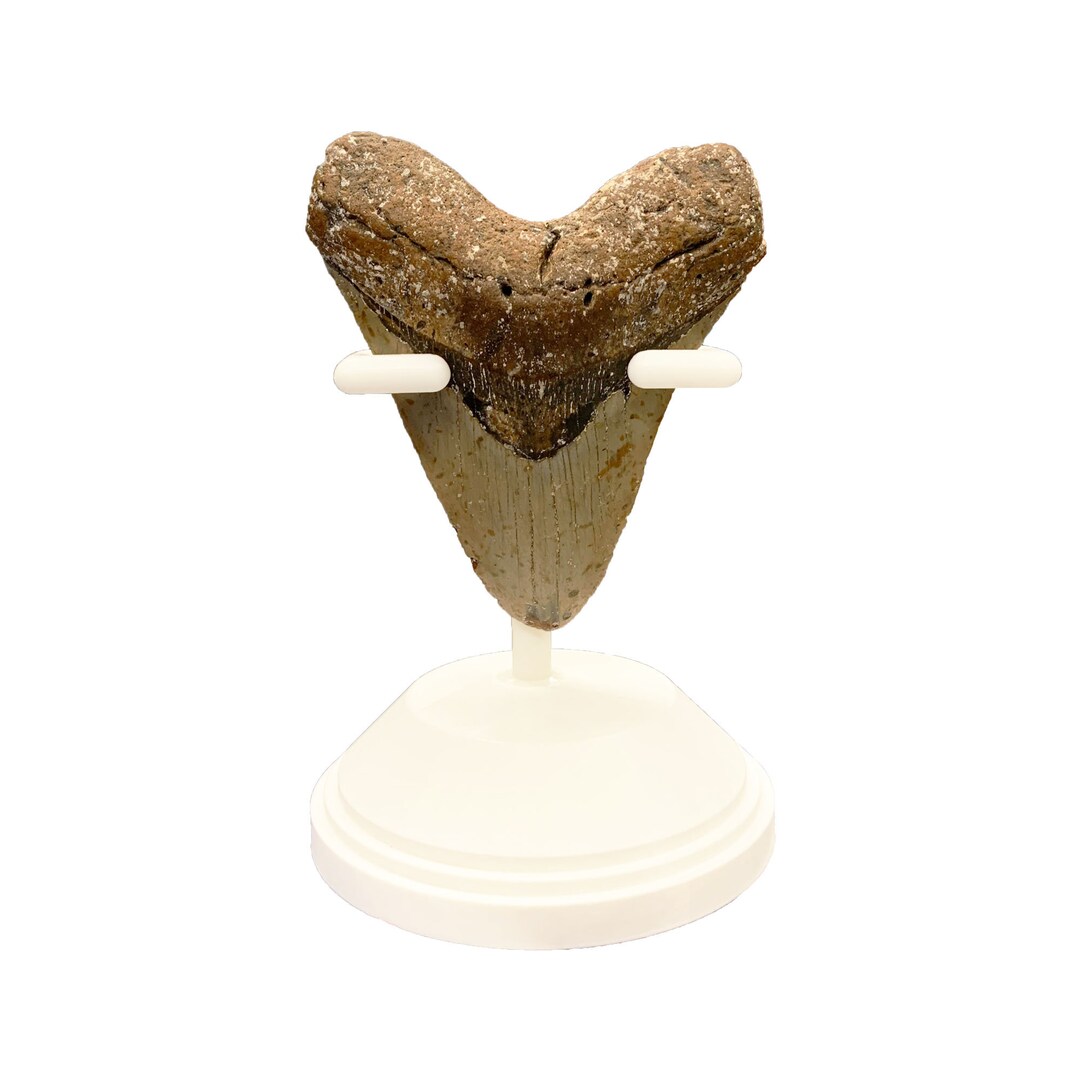Shark Tooth Display Large - Etsy