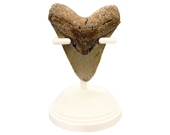 Megalodon Shark Tooth Display - Etsy