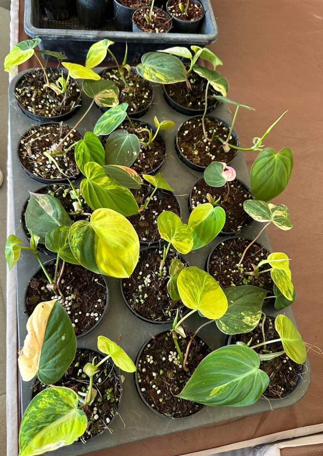 Philodendron Micans Variegated X 10 - Etsy