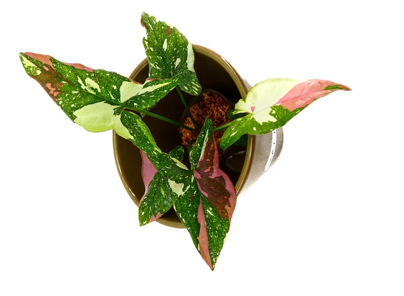 Syngonium Red Spot Tricolor Tri Color Tri-color Variegated X 20 - Etsy