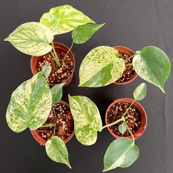 Monstera Deliciosa Large Form - Etsy