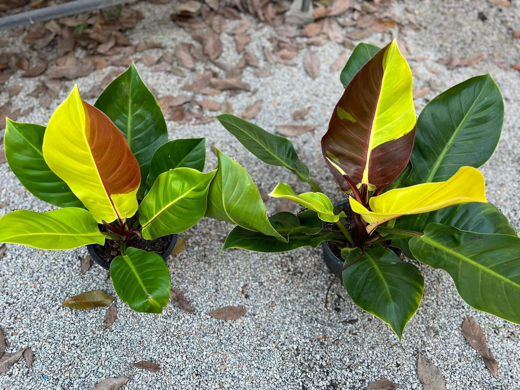 Philodendron Red Moon Variegated Medium X 10 - Etsy