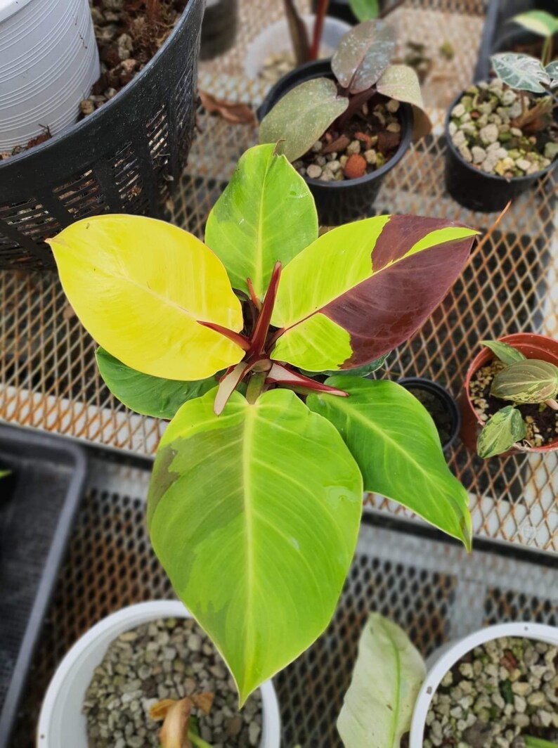 Philodendron Red Moon Variegated Medium X 10 - Etsy