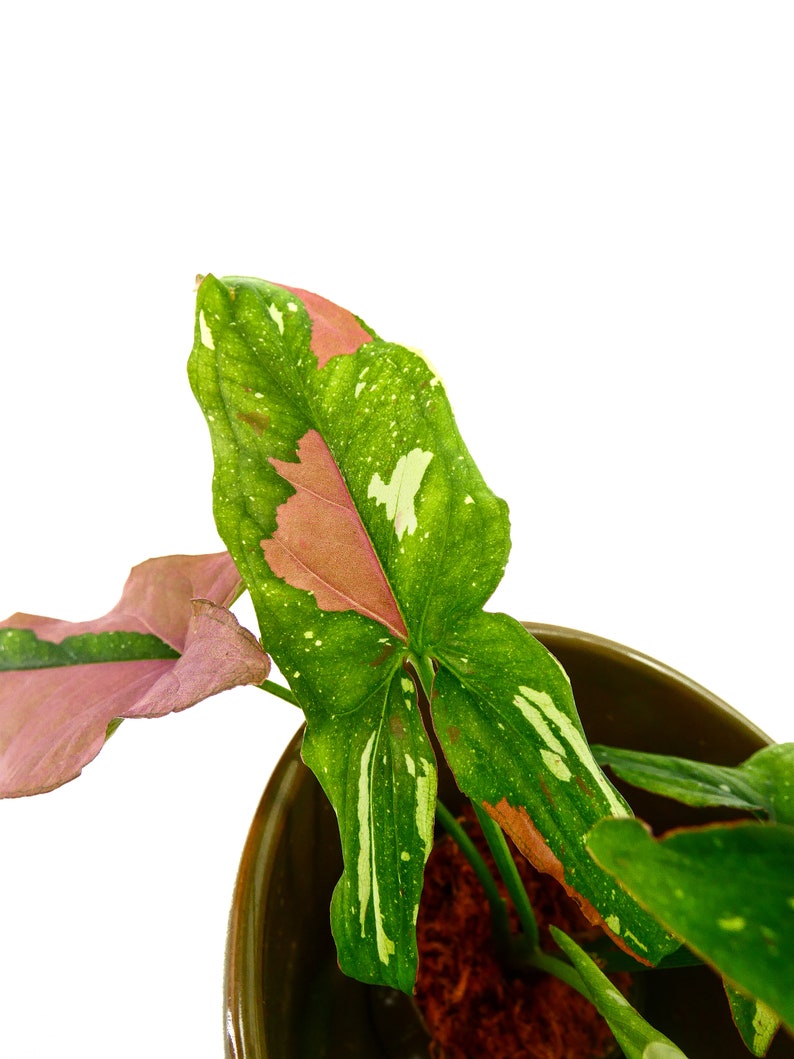 Syngonium Red Spot Tricolor Tri Color Tri-color Variegated X 20 - Etsy