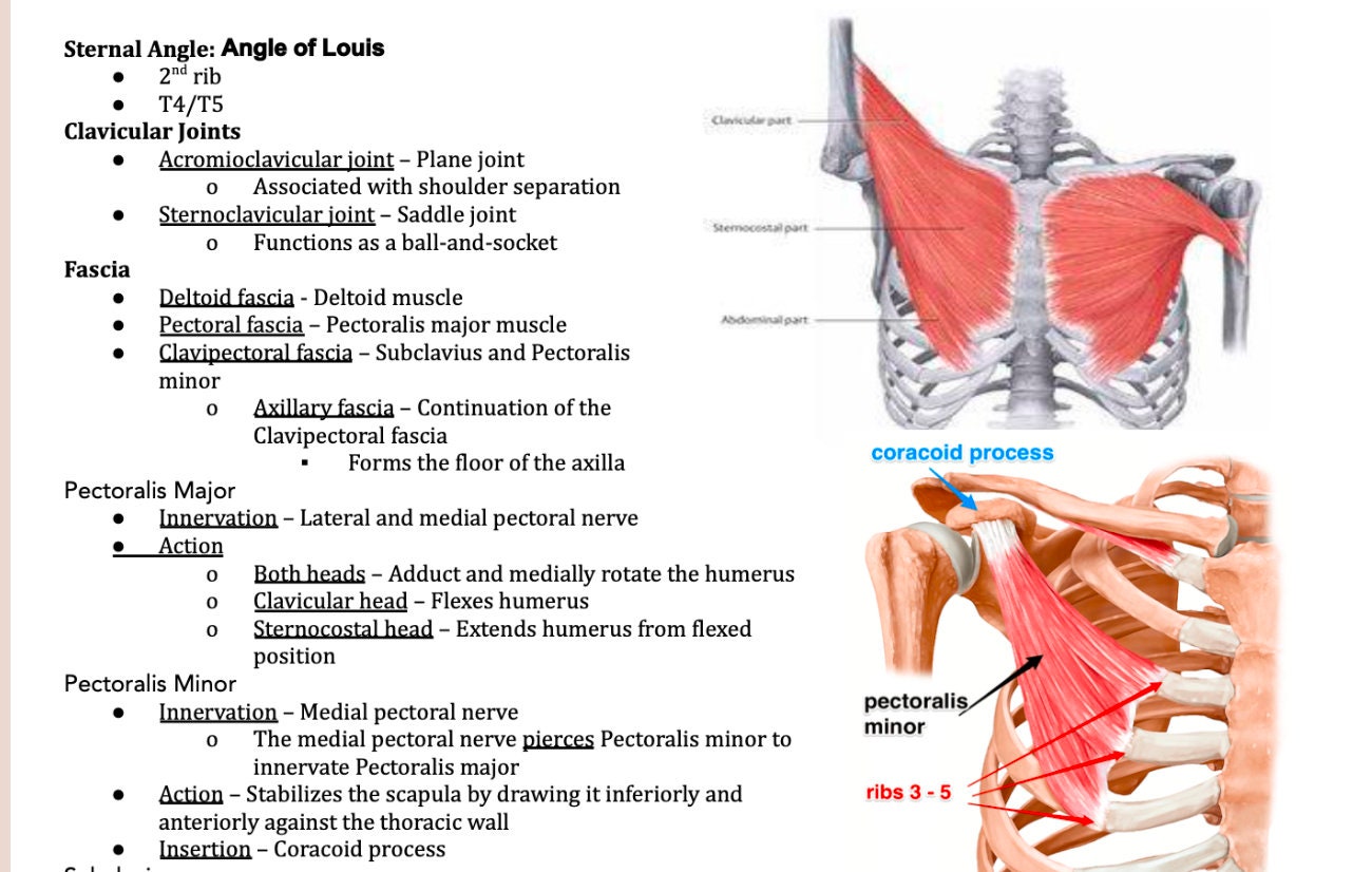 Anatomy Breast Pectoral and Axillary Region Study Guide Notes Medical ... Anatomy Breast Pectoral and Axillary Region Study Guide Notes Medical ...