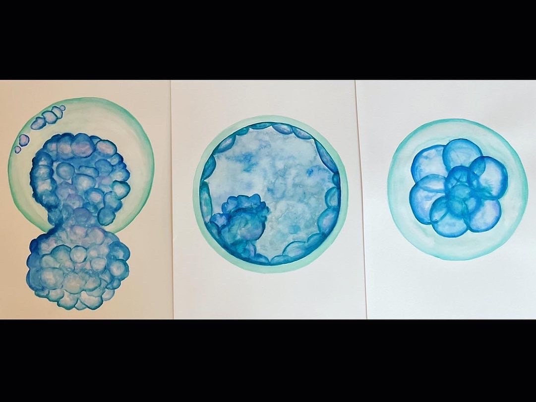 Embryo Watercolor Art - Etsy