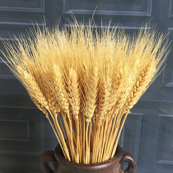 Dried Wheat - Etsy